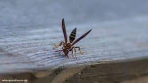 The Wood Wasp: A Useful Insect or a Dangerous Pest?